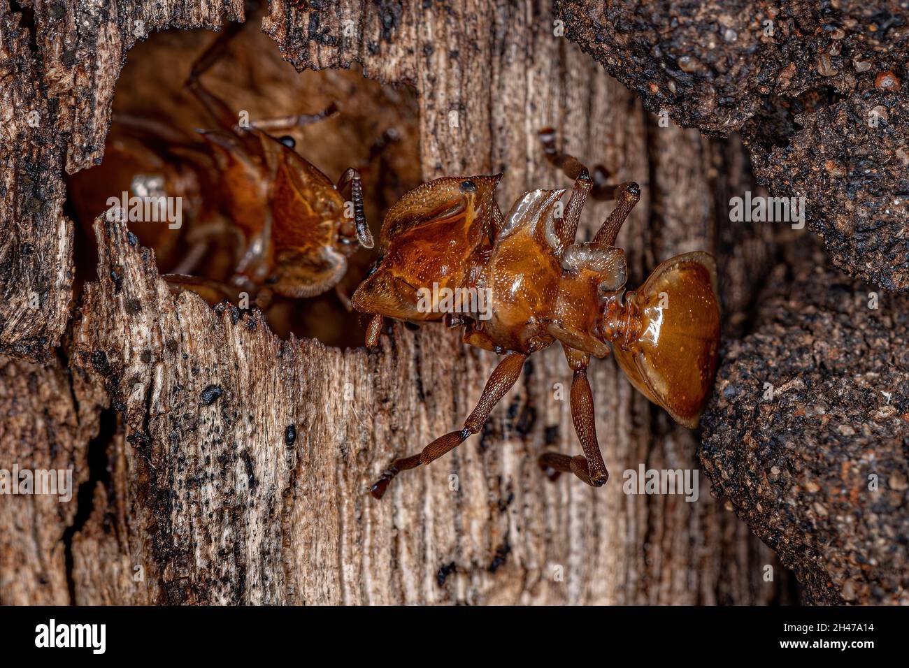 Adult Yellow Turtle Ant of the Genus Cephalotes at the entrance to the ...
