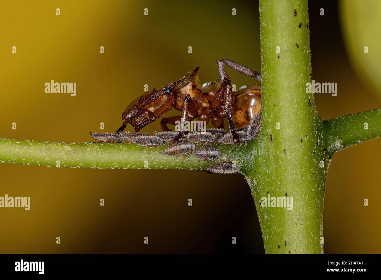 Adult Yellow Turtle Ants of the Genus Cephalotes and Typical Treehopper ...
