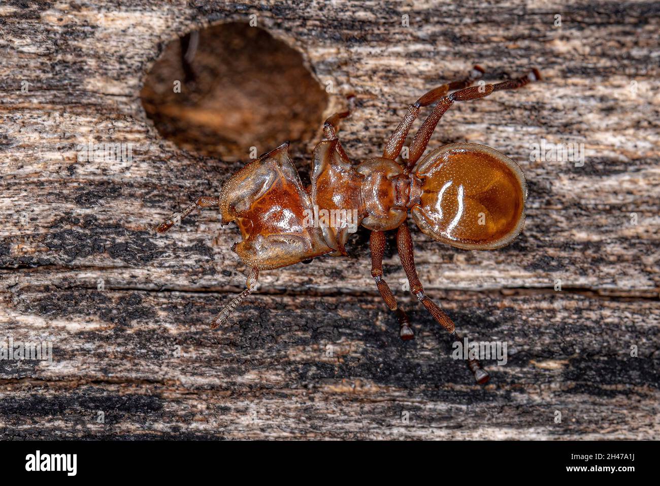 Adult Yellow Turtle Ant of the Genus Cephalotes at the entrance to the ...