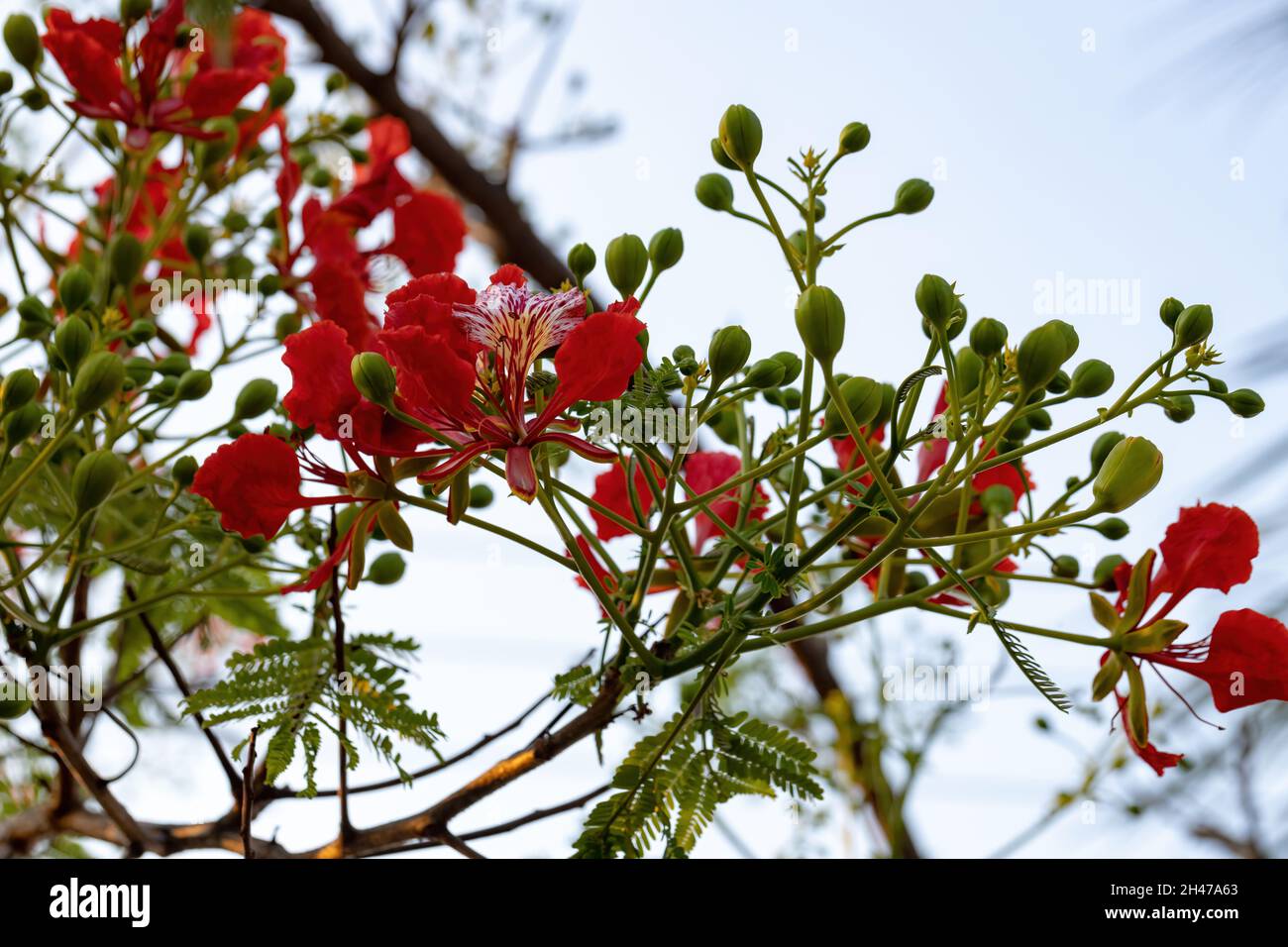 Red Flower of the tree Flamboyant of the species Delonix regia with ...