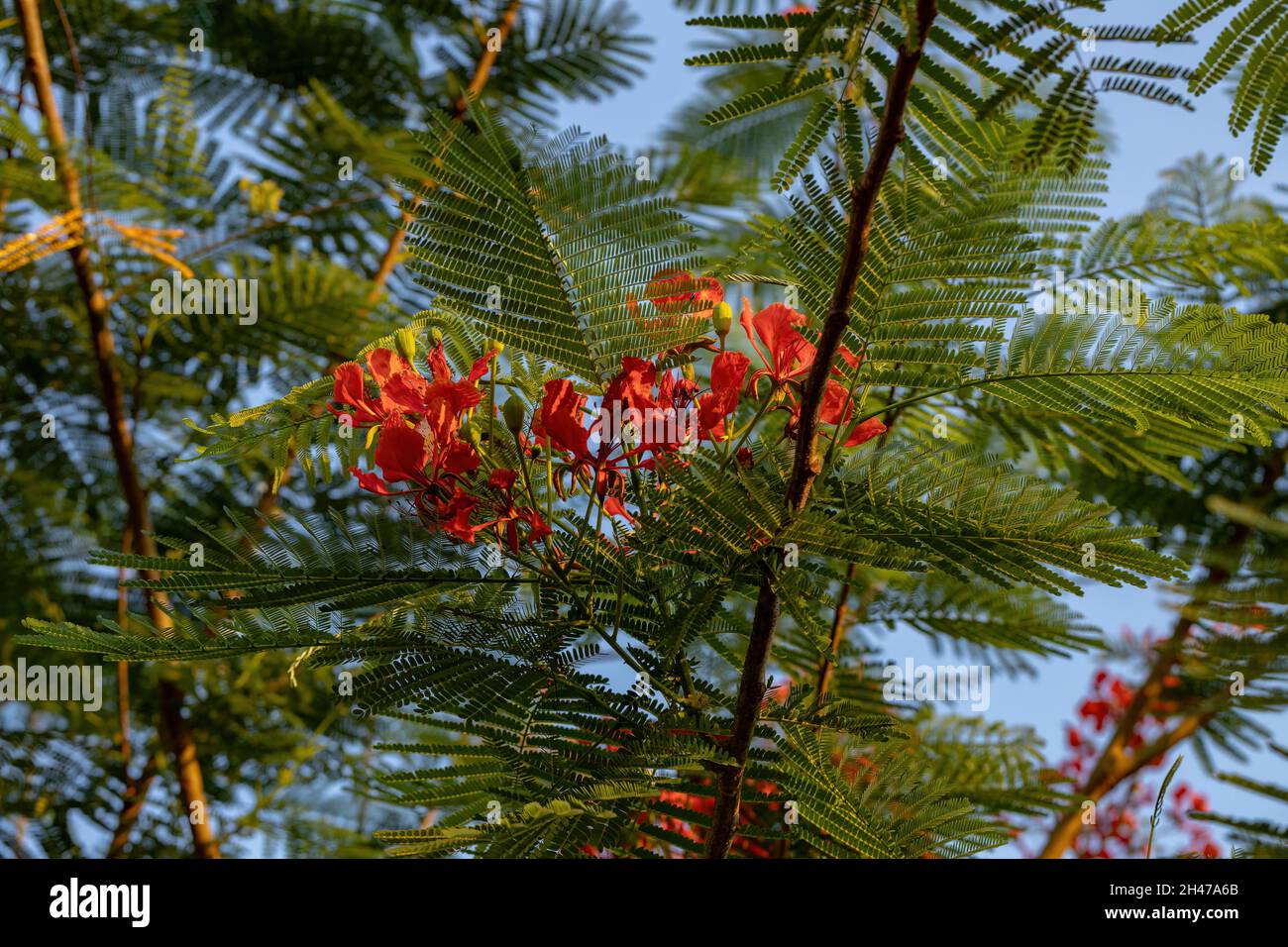 Red Flower of the tree Flamboyant of the species Delonix regia with ...