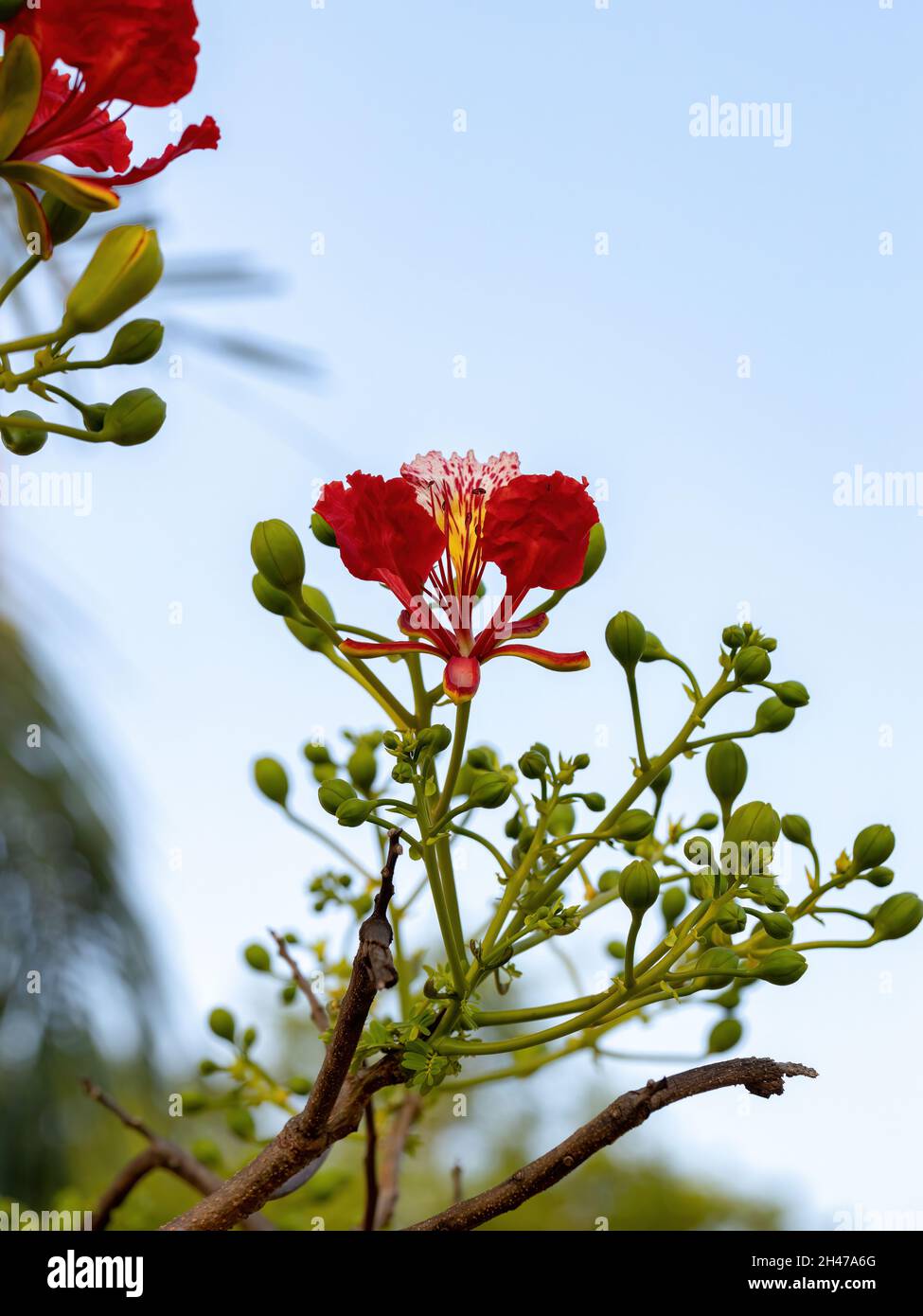 Red Flower of the tree Flamboyant of the species Delonix regia with ...