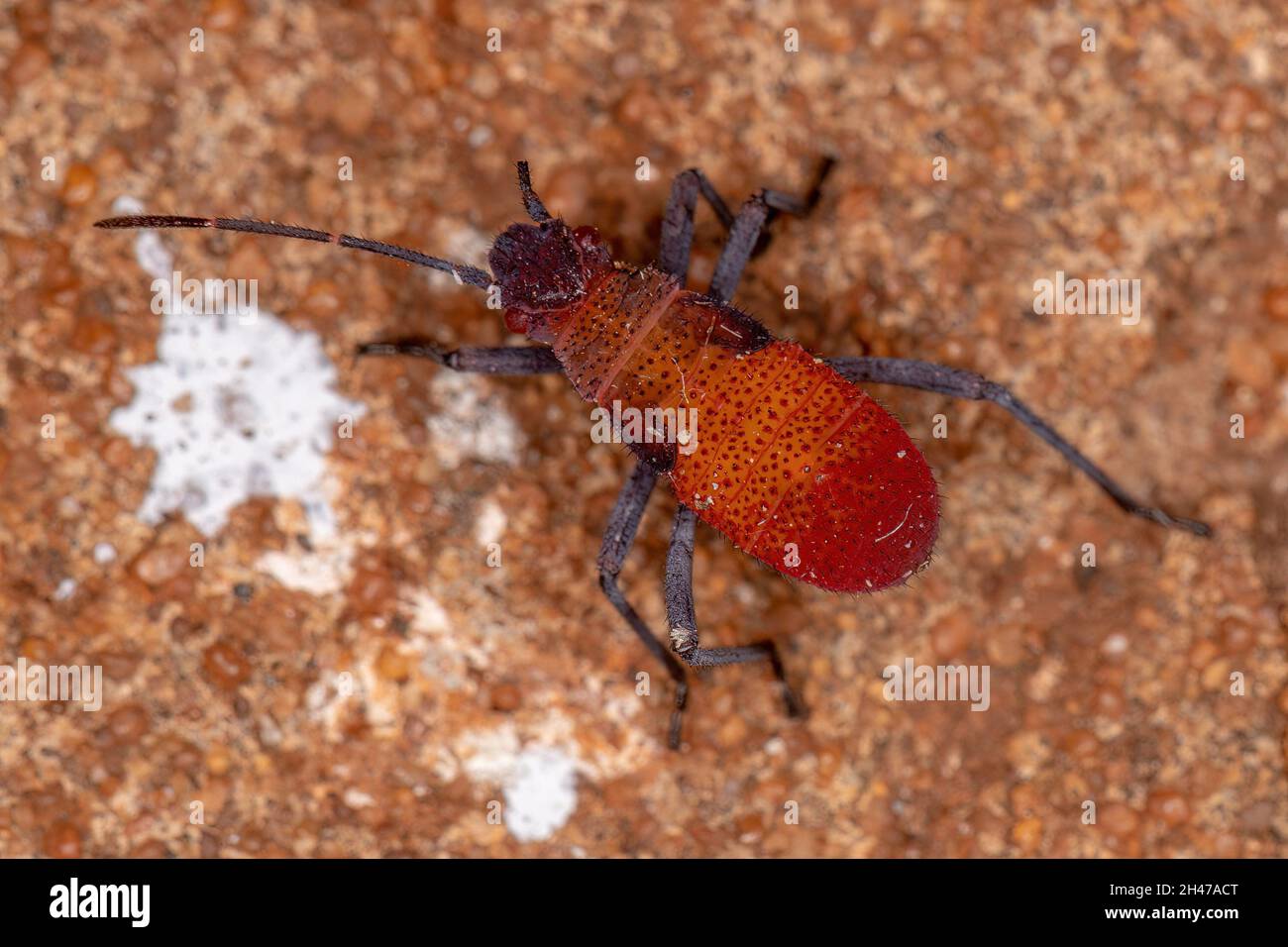 Soapberry Bug Nymph of the Genus Jadera Stock Photo - Alamy