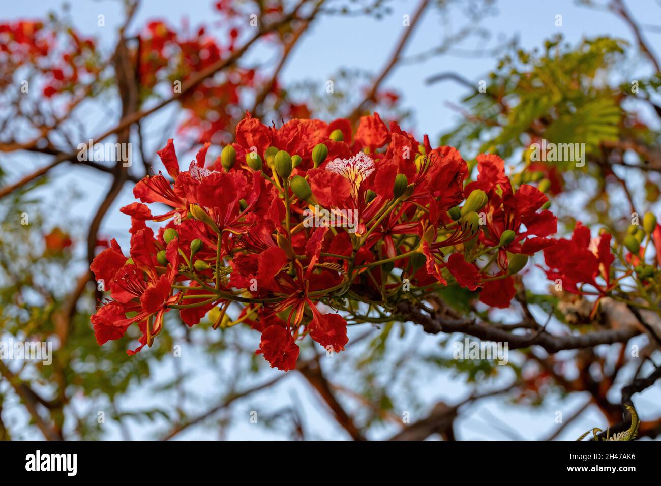 Red Flower of the tree Flamboyant of the species Delonix regia with ...