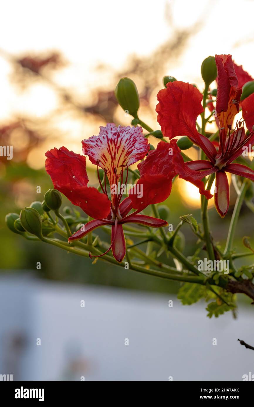 Red Flower of the tree Flamboyant of the species Delonix regia with ...