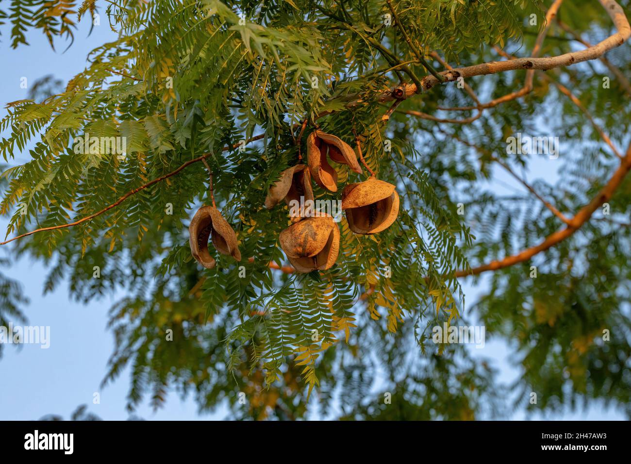 Blue Jacaranda Tree Fruits of the species Jacaranda mimosifolia Stock ...