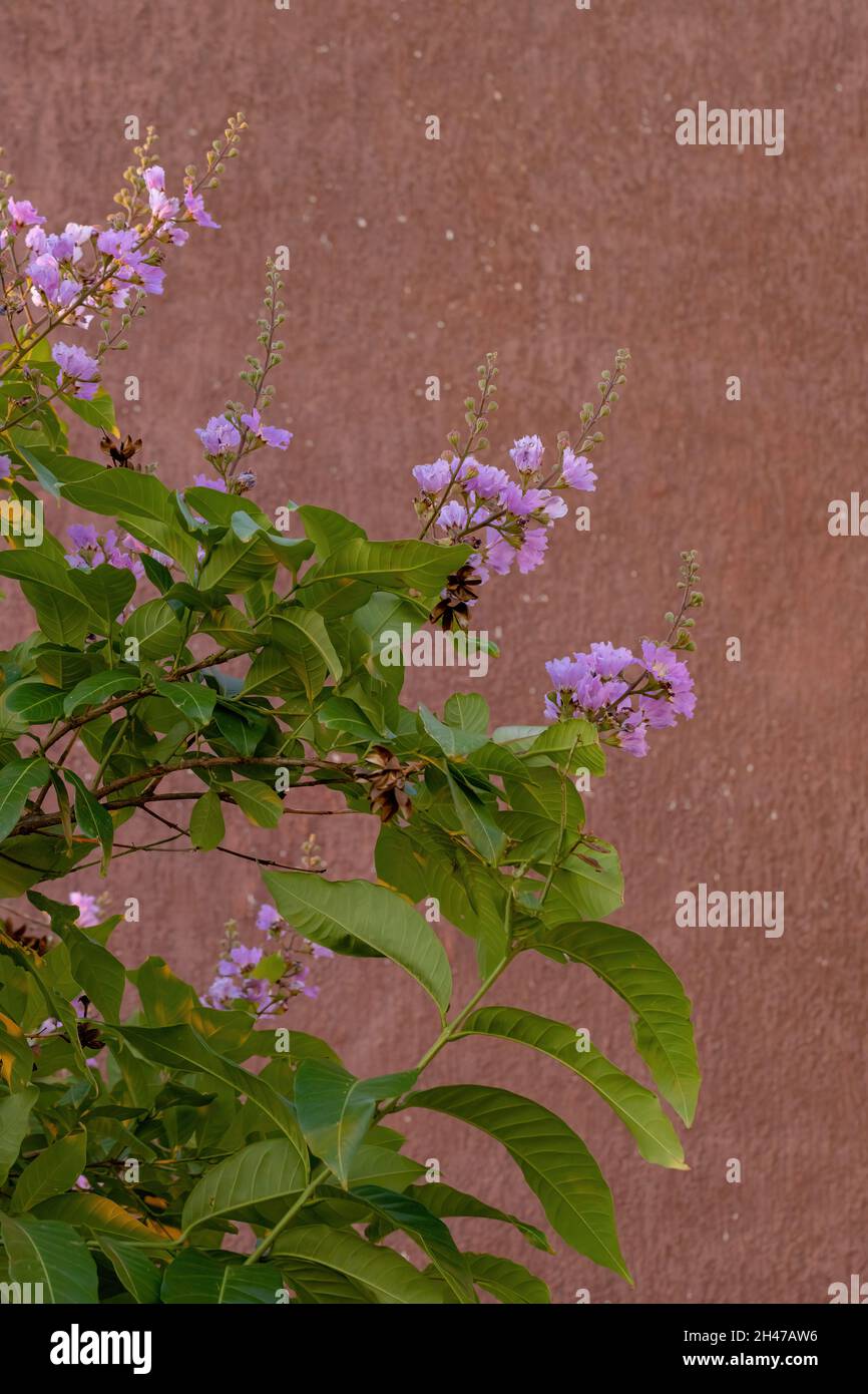 Crape-Myrtles Tree with Flowers of the Genus Lagerstroemia with ...