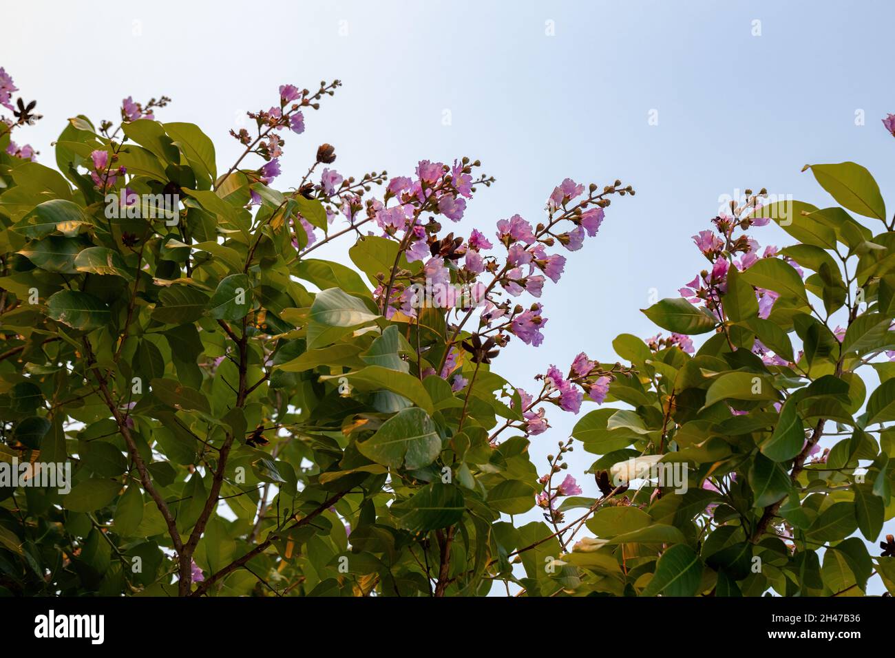 Crape-Myrtles Tree with Flowers of the Genus Lagerstroemia with ...