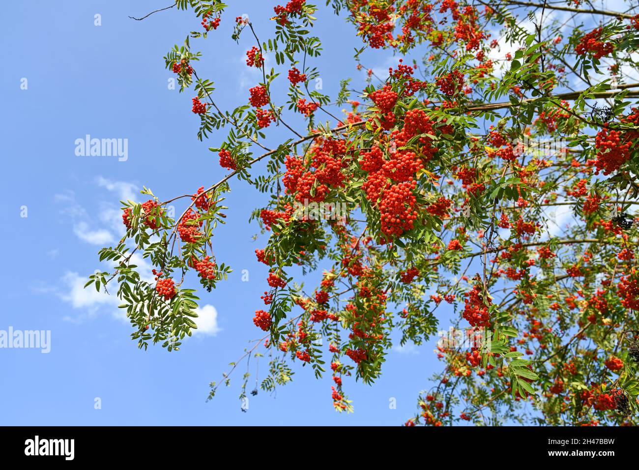 Vogelbeere, Eberesche, Vogelbeerbaum (Sorbus aucuparia Stock Photo - Alamy