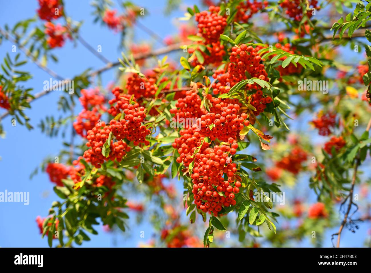 Vogelbeere, Eberesche, Vogelbeerbaum (Sorbus aucuparia Stock Photo - Alamy