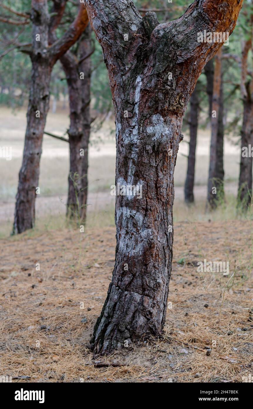 Mysterious symbols painted by squirrels in paint on the bark of a tree ...