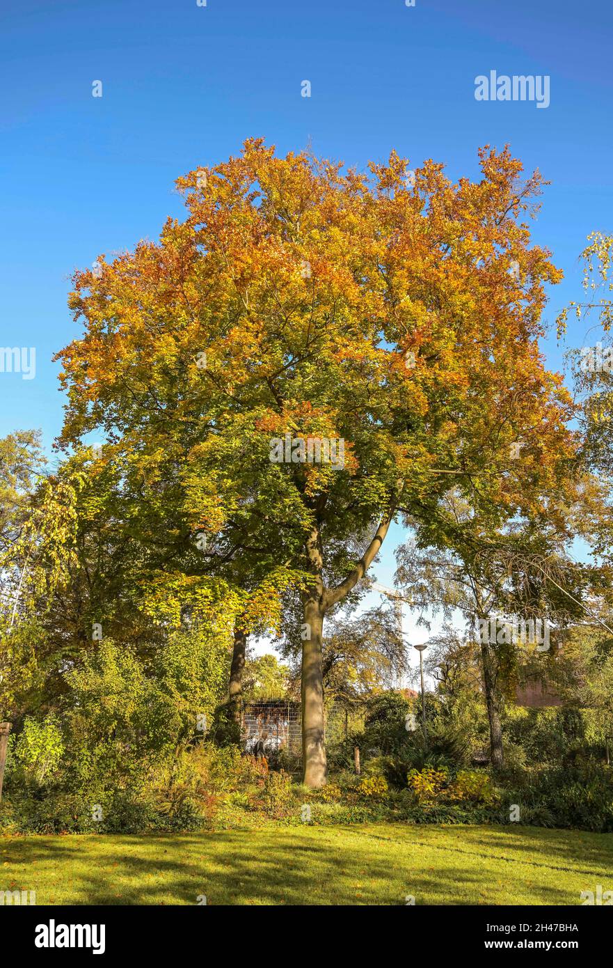 Buche deutschland hi-res stock photography and images - Alamy