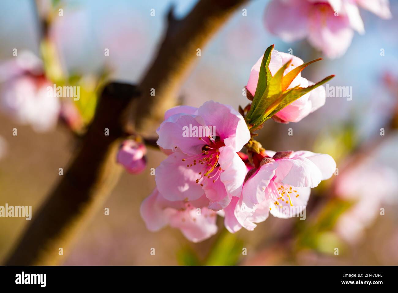 Peach tree flowers on sky background Stock Photo - Alamy