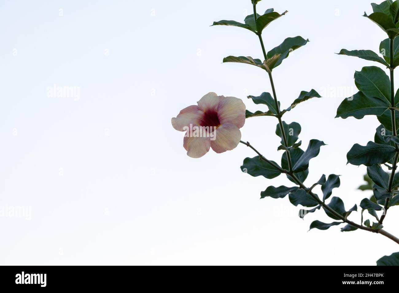 Purple Allamanda Plant Flower of the species Allamanda blanchetii Stock ...