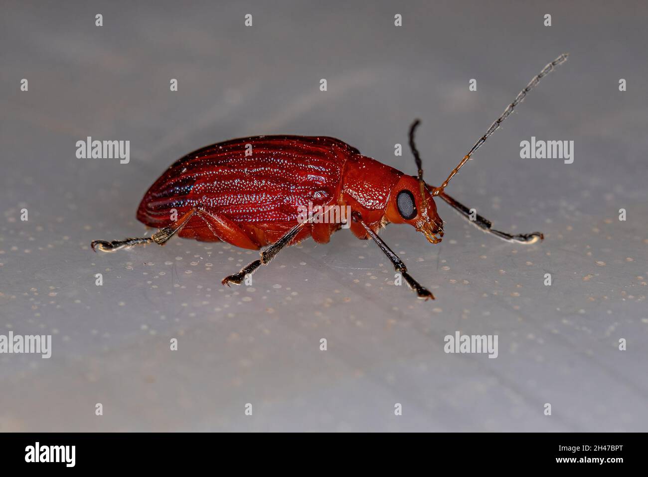 Adult Red Leaf Beetle of the Subfamily Eumolpinae Stock Photo - Alamy