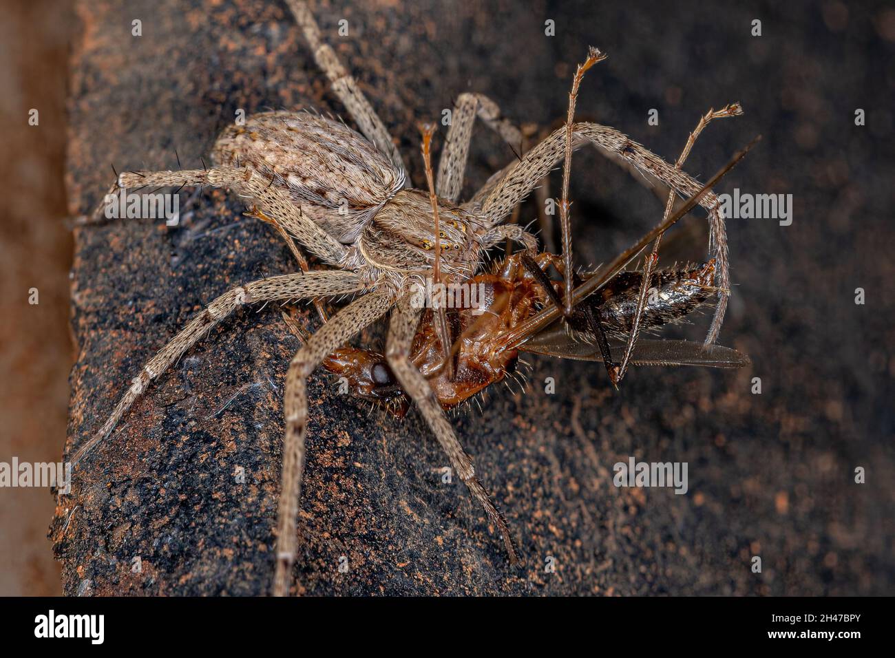 Adult Female Running Crab Spider of the Family Philodromidae preying on ...