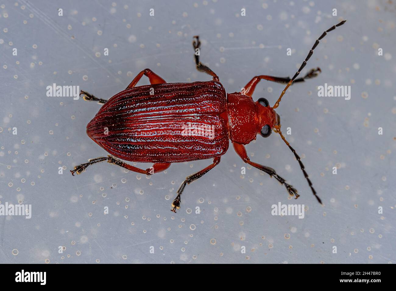 Adult Red Leaf Beetle of the Subfamily Eumolpinae Stock Photo - Alamy