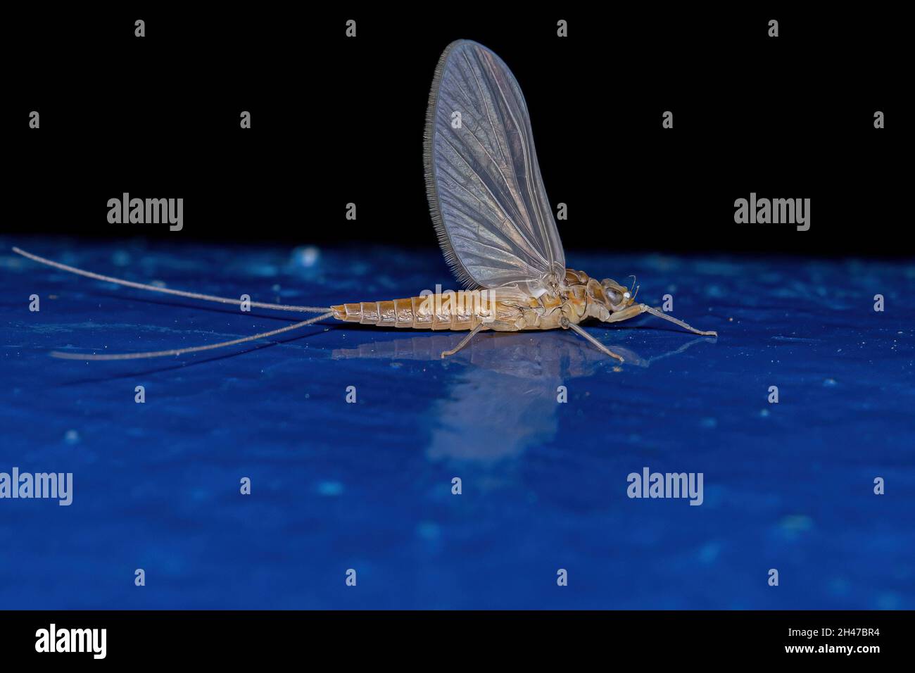 Adult Female Mayfly Insect of the Family Baetidae Stock Photo - Alamy