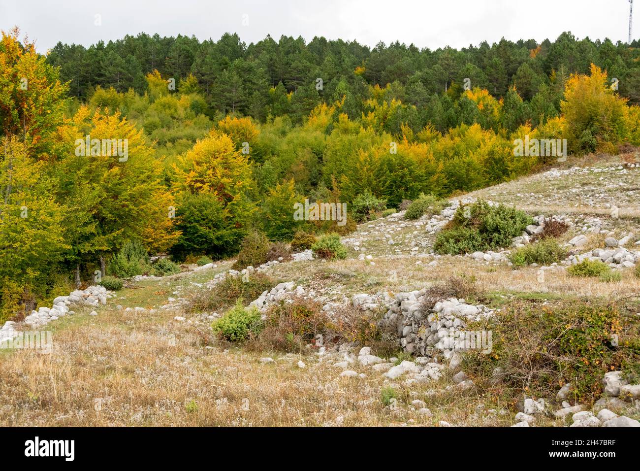 Fall season in Albania. Colorful autumn forest landscape Stock Photo ...