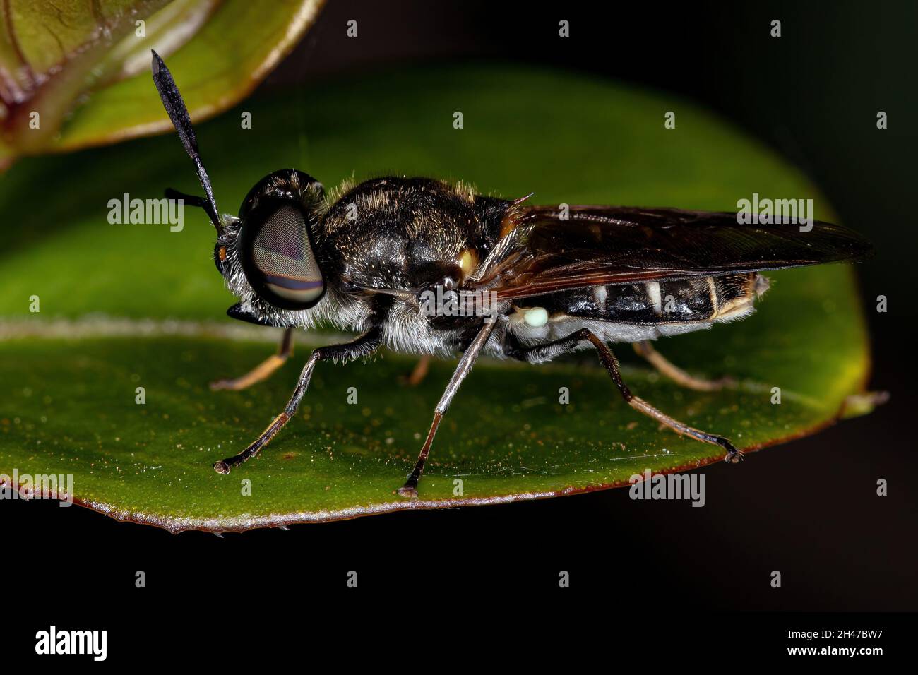 Small Adult Soldier Fly of the Subfamily Stratiomyinae Stock Photo - Alamy