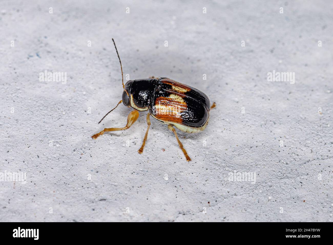 Adult Case-bearing Leaf Beetle of the Subfamily Cryptocephalinae Stock ...