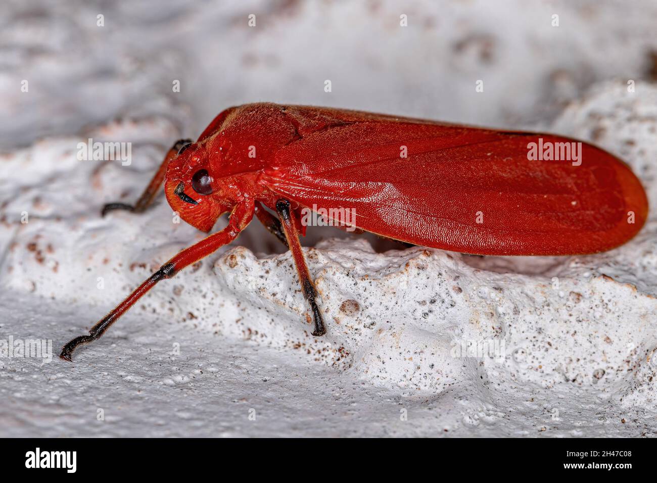 Adult Red Froghopper Insect of the Family Cercopidae Stock Photo - Alamy