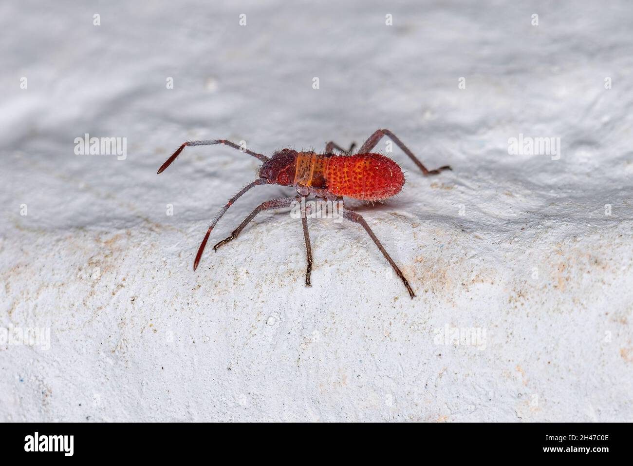 Soapberry Bug Nymph of the Genus Jadera Stock Photo - Alamy