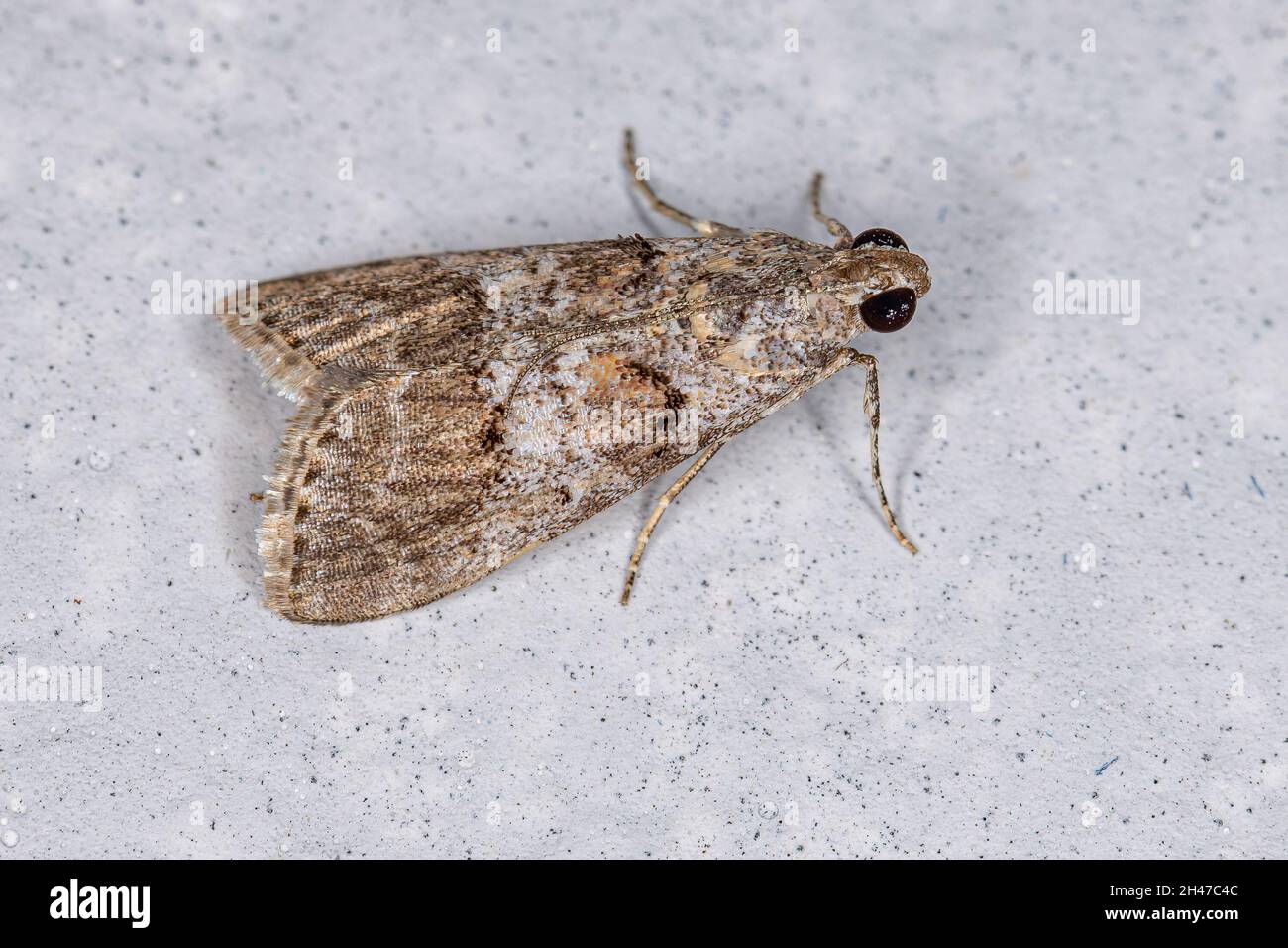 Knot horn moth hi-res stock photography and images - Alamy