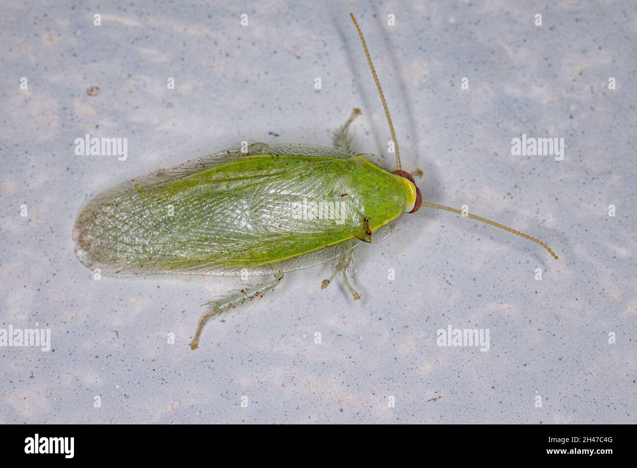 Green Giant Cockroach of the Genus Panchlora Stock Photo - Alamy