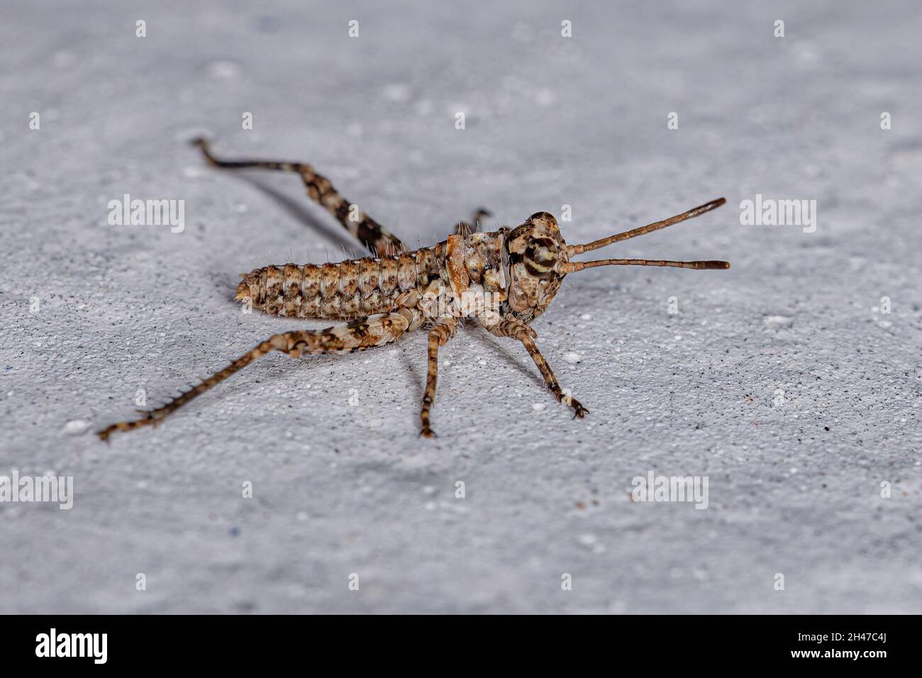 Acridoidea hi-res stock photography and images - Alamy
