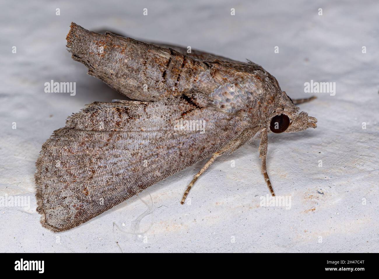 Adult Moth Insect of the order lepidoptera Stock Photo - Alamy