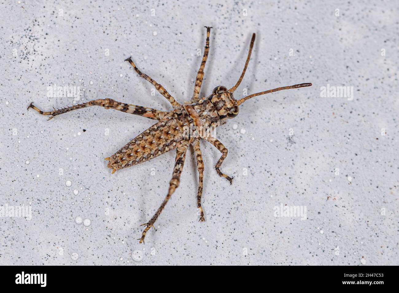 Short-horned Grasshopper Nymph of the Superfamily Acridoidea Stock ...