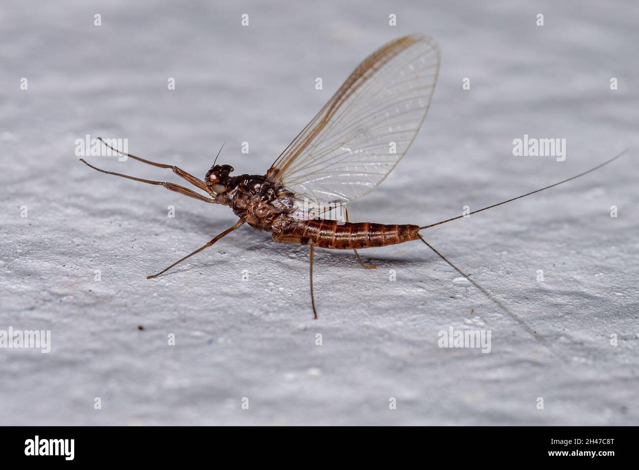 Female small mayfly of the genus Genus Baetis Stock Photo - Alamy