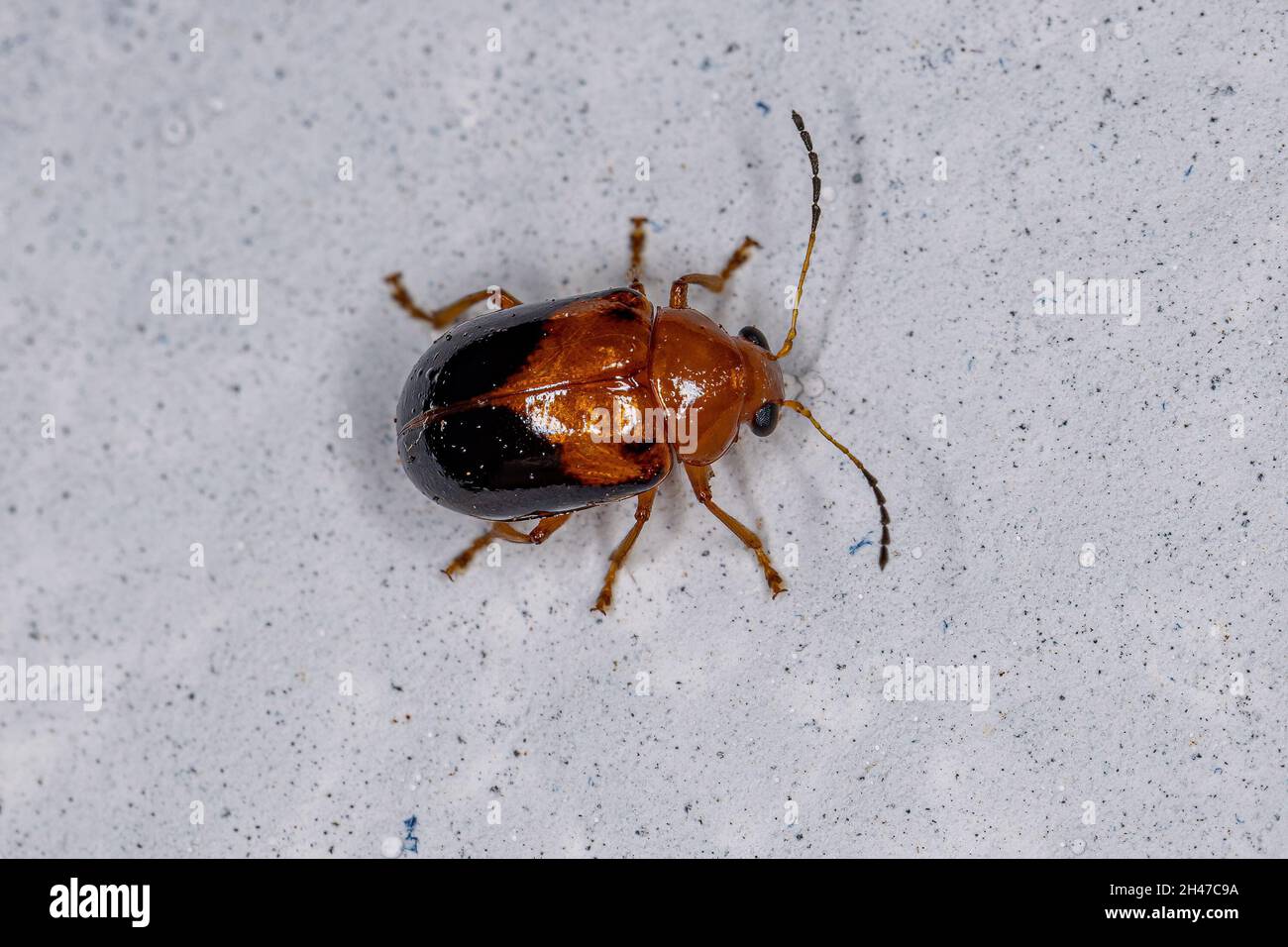Adult Leaf Beetle of the Subfamily Eumolpinae Stock Photo - Alamy