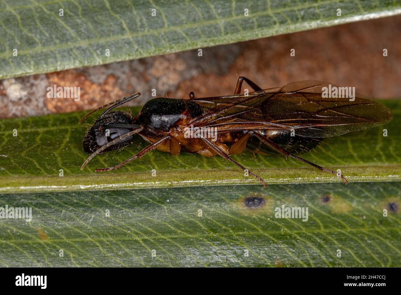 Adult Female Carpenter Queen Ant of the genus Camponotus Stock Photo ...