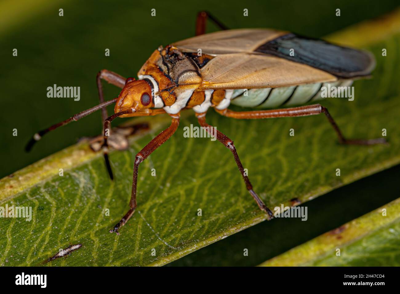 Adult Cotton Stainer Bug of the Genus Dysdercus Stock Photo - Alamy