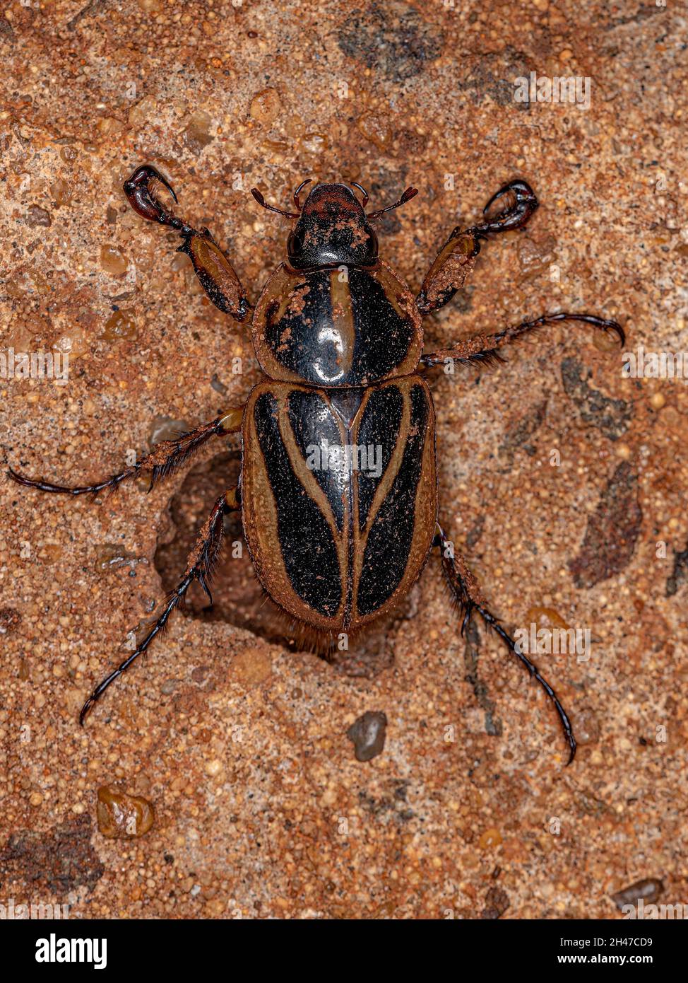 Masked beetle hi-res stock photography and images - Alamy