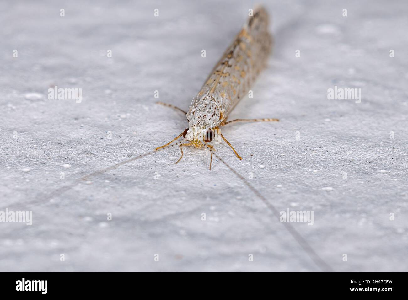 White miller hi-res stock photography and images - Alamy