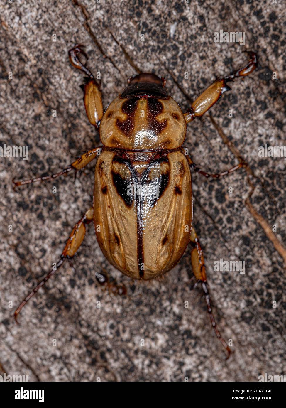 Adult Rhinoceros Beetle of the Subfamily Dynastinae Stock Photo - Alamy