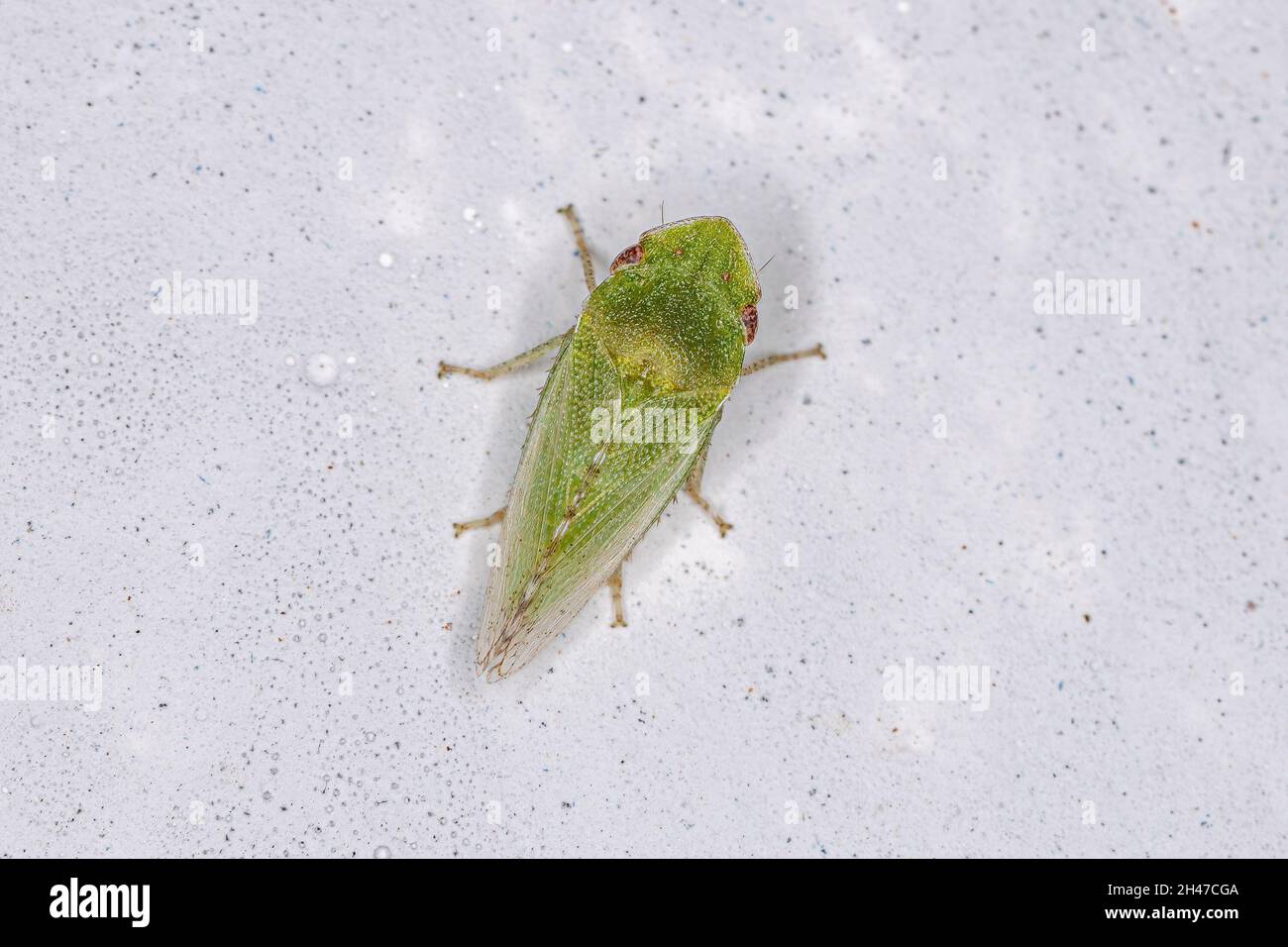 Adult Flat headed Leafhopper of the genus Xerophloea Stock Photo - Alamy