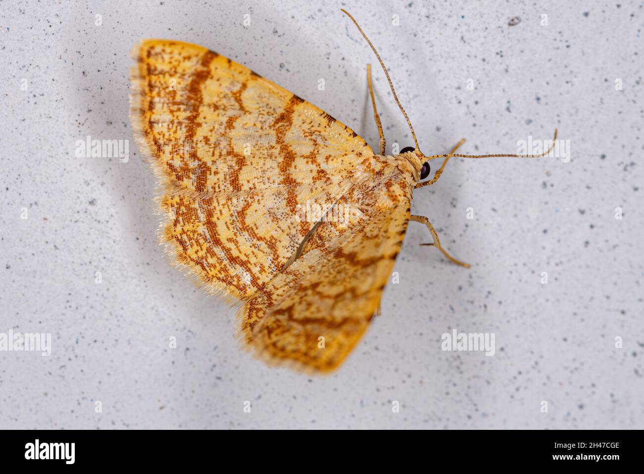 Lepidoptera insect geometridae ennominae hi-res stock photography and ...