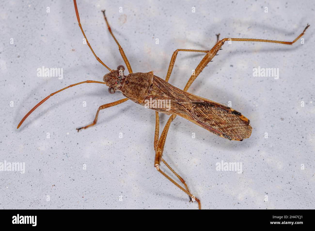 Alydinae hi-res stock photography and images - Alamy