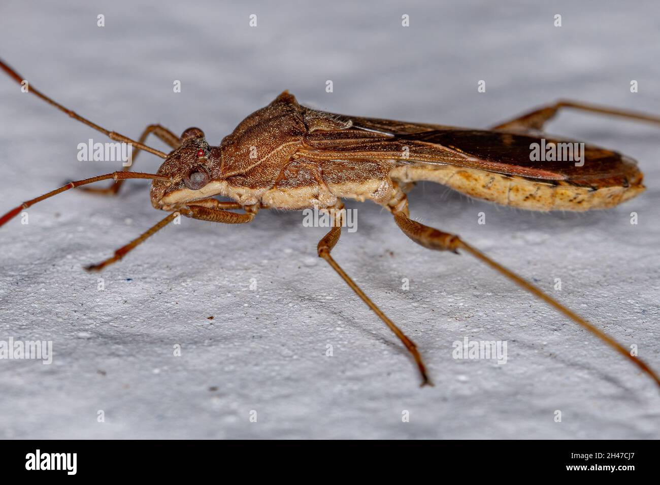 Adult Broad-headed Bug of the Subfamily Alydinae Stock Photo - Alamy