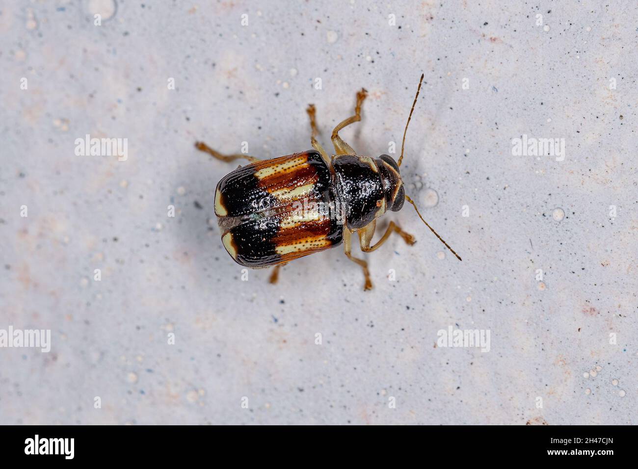 Adult Case-bearing Leaf Beetle of the Subfamily Cryptocephalinae Stock ...