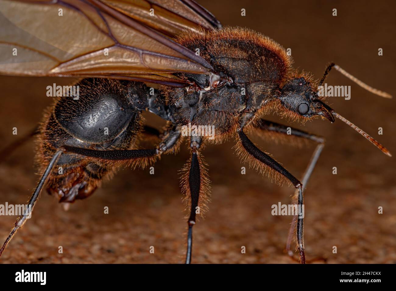 Adult Male Winged Atta Leaf-cutter Ant of the Genus Atta Stock Photo ...