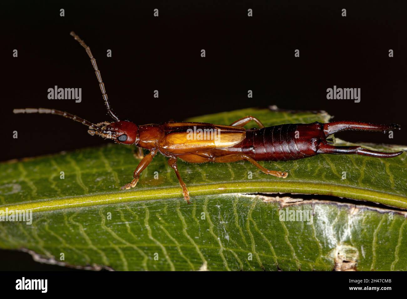 Adult Common Earwig of the Family Forficulidae Stock Photo - Alamy