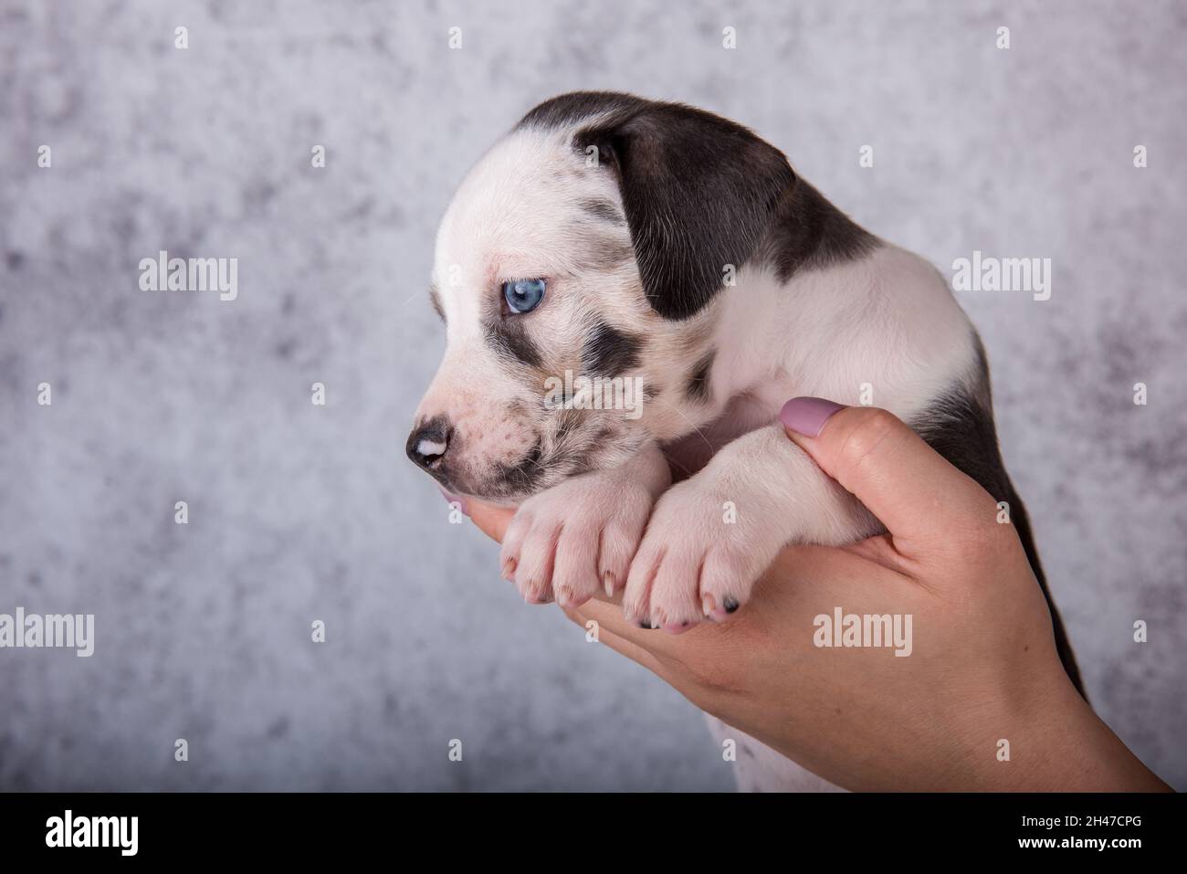 Catahoula Leopard Dog Puppy Blue Eyes
