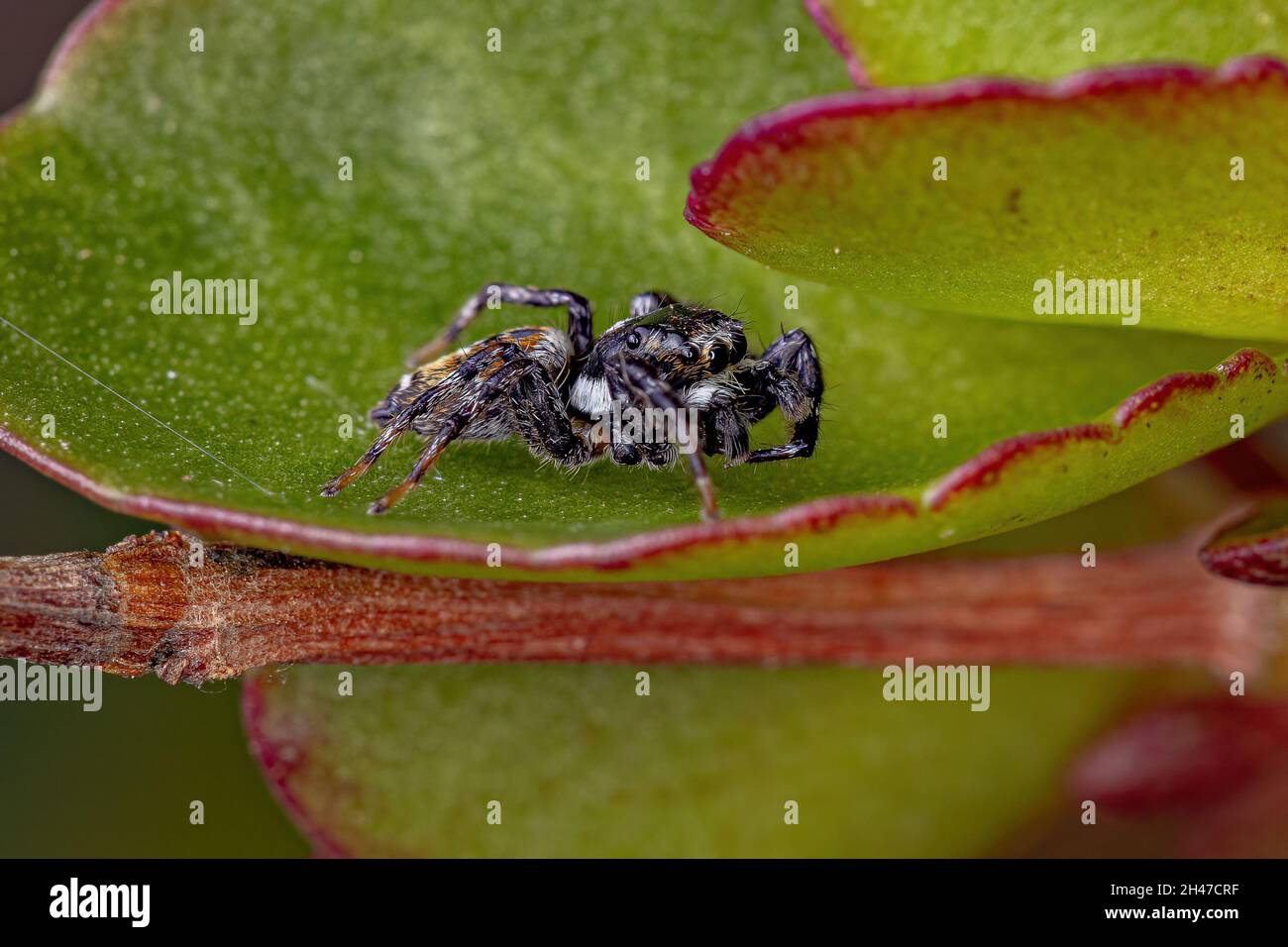 Adult Male Jumping Spider of the Genus Pachomius Stock Photo - Alamy
