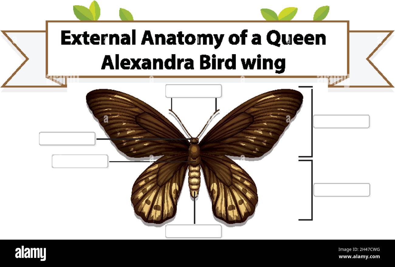 Parts Of A Butterfly Worksheet