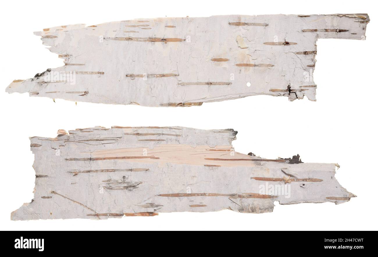 Birch bark isolated on white background Stock Photo - Alamy